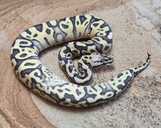 Super Pastel Disco Het Clown Ball Python by Susquehanna Ectotherms
