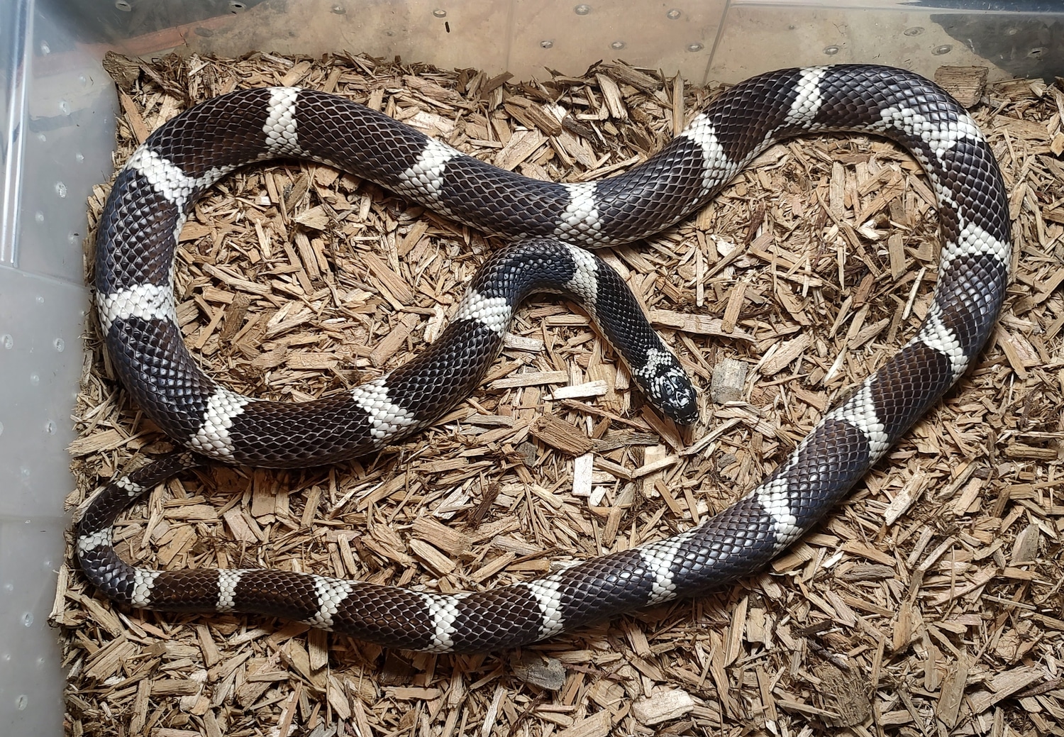 Chesapeake Va King Snake Pair Eastern Kingsnake by Susquehanna ...