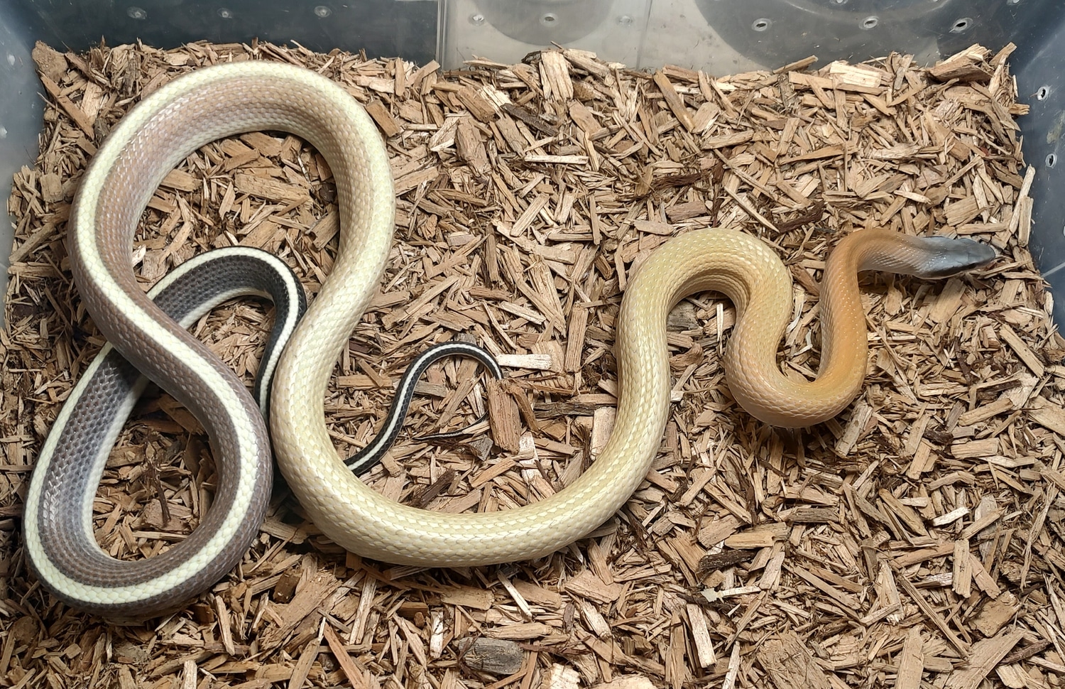 Cave Dwelling Adult Pair Beauty Rat Snake by Susquehanna Ectotherms ...
