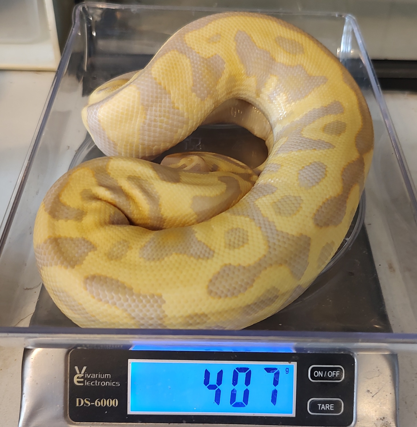 Rainbow Leopard Ball Python by Susquehanna Ectotherms - MorphMarket