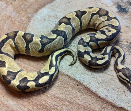 Disco Fire Clown Ball Python by Susquehanna Ectotherms - MorphMarket