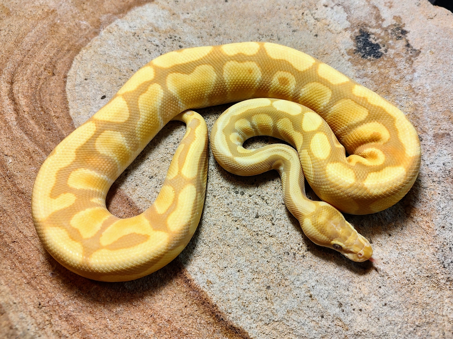 Rainbow Enchi Possible Orange Dream Ball Python by Susquehanna ...