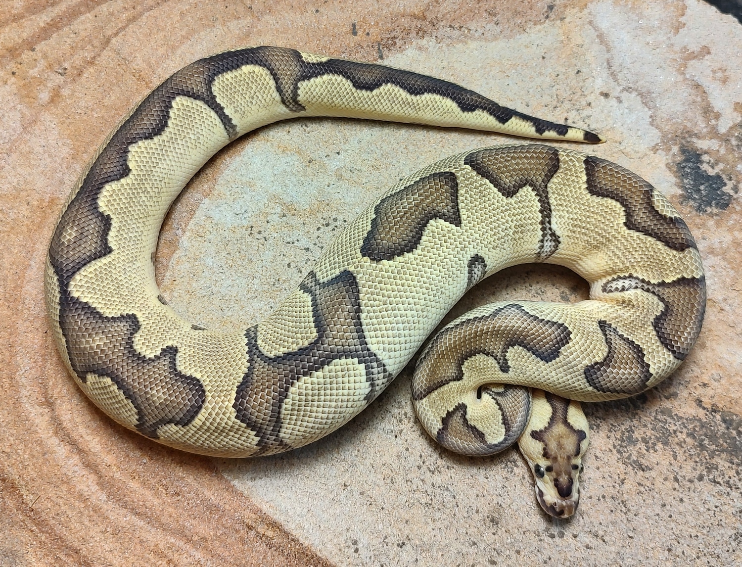 Enchi Disco Clown Ball Python by Susquehanna Ectotherms - MorphMarket