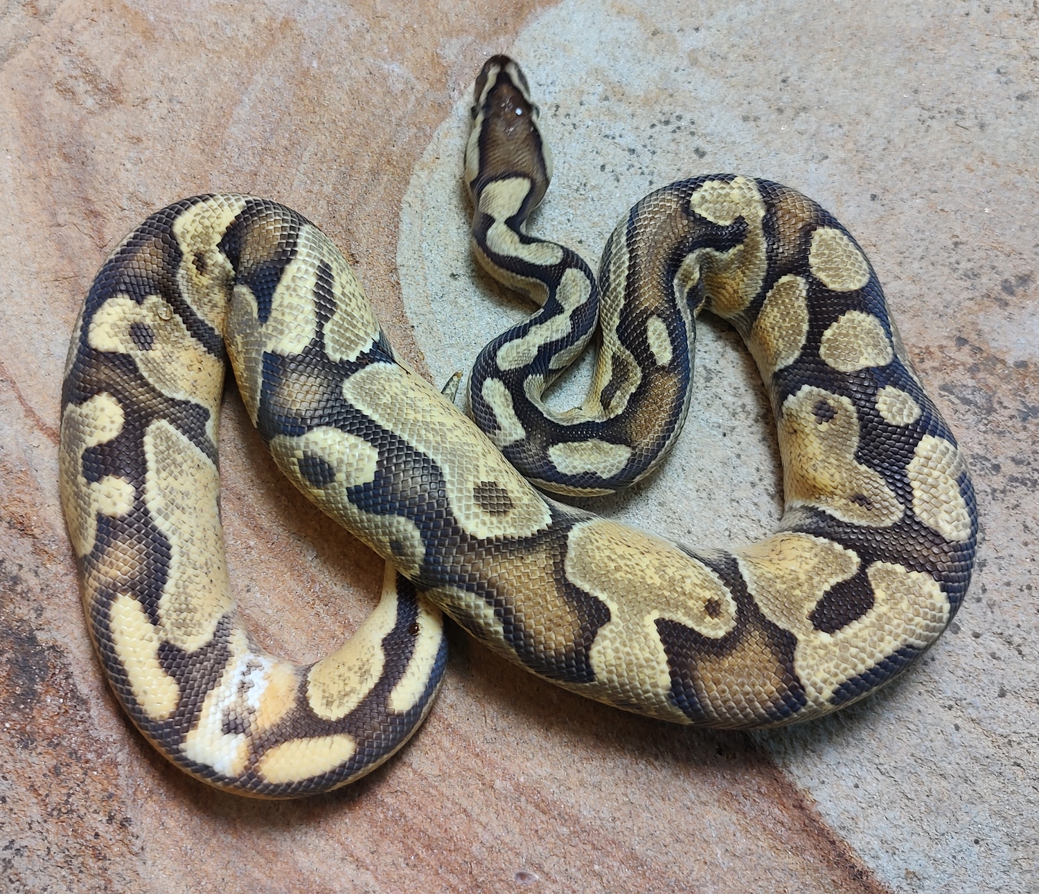 Enchi Pastel Het Rainbow Ball Python by Susquehanna Ectotherms ...