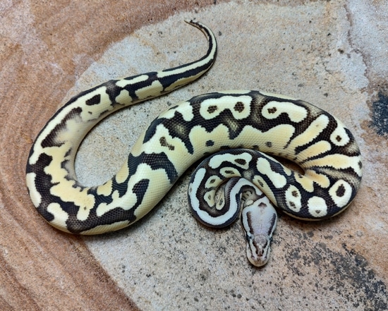 Pastel Super Disco 50% Possible Het Rainbow Ball Python by Susquehanna ...