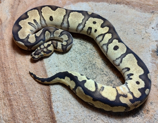 Unique Clown Ball Python by Susquehanna Ectotherms