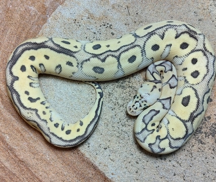 Ghost Clown Ball Python by Susquehanna Ectotherms - MorphMarket