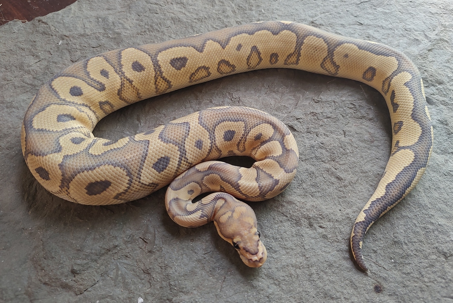 Ghost Clown Ball Python by Susquehanna Ectotherms - MorphMarket
