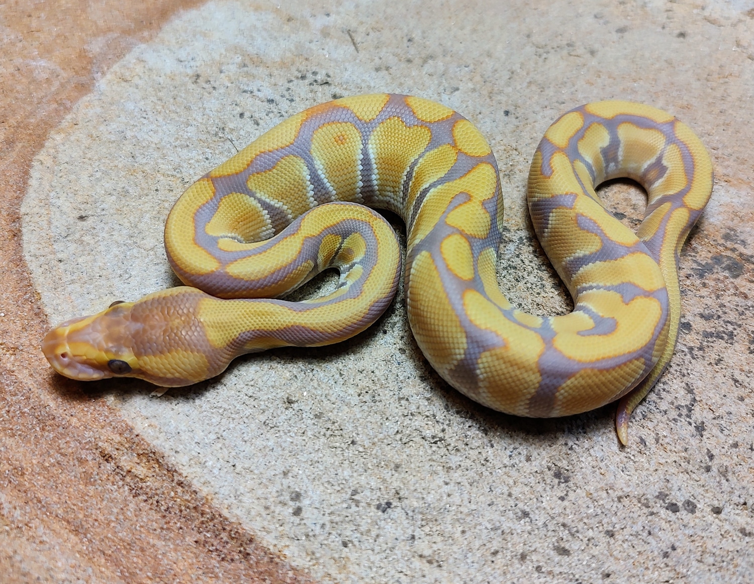 Rainbow Het Ghost Ball Python by Susquehanna Ectotherms - MorphMarket
