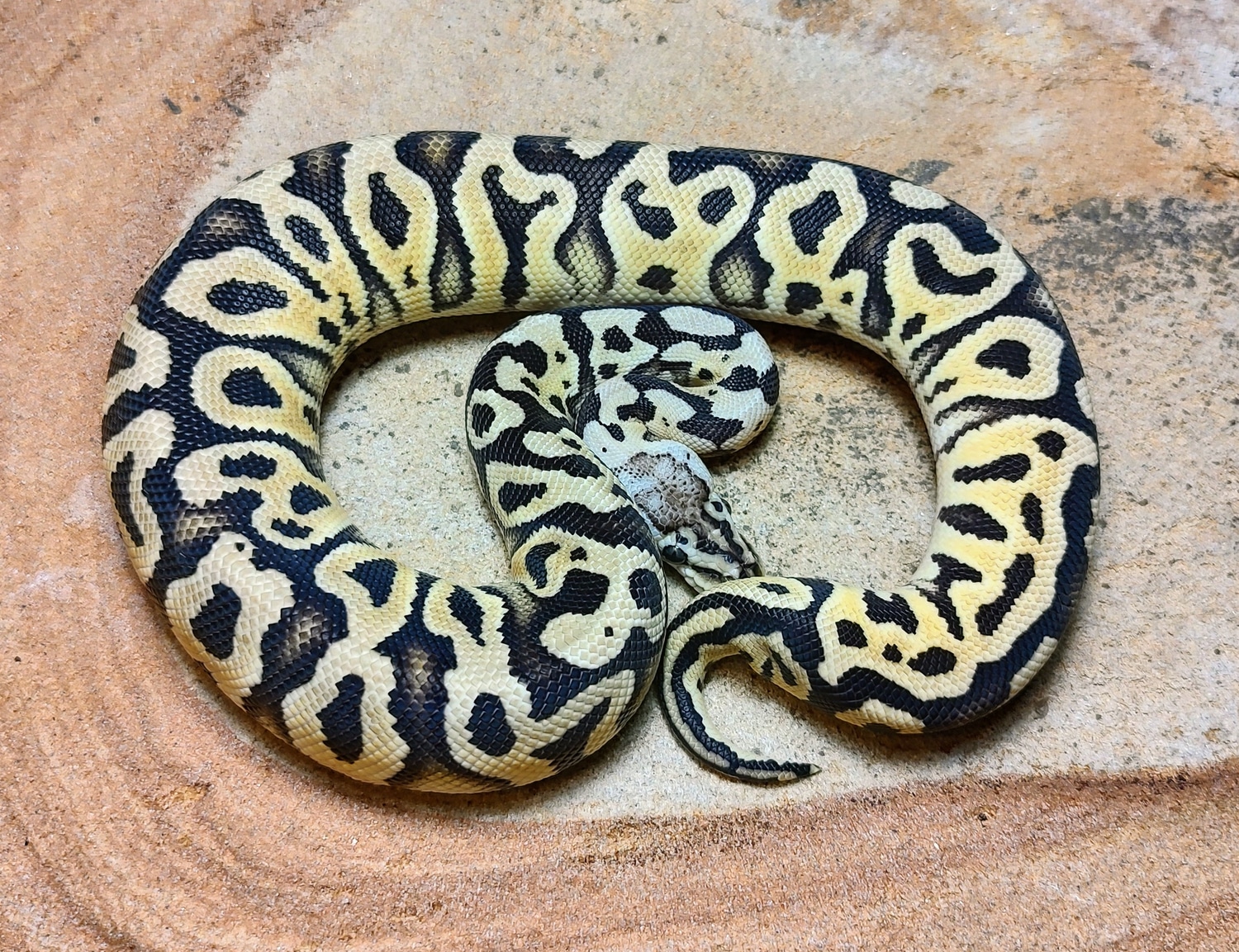 Pastel Crypton 66% Possible Het Ghost Ball Python by Susquehanna ...