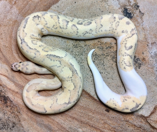 Disco Fire Clown Ball Python by Susquehanna Ectotherms