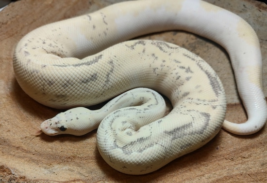 Pastel Disco Fire Clown Ball Python by Susquehanna Ectotherms