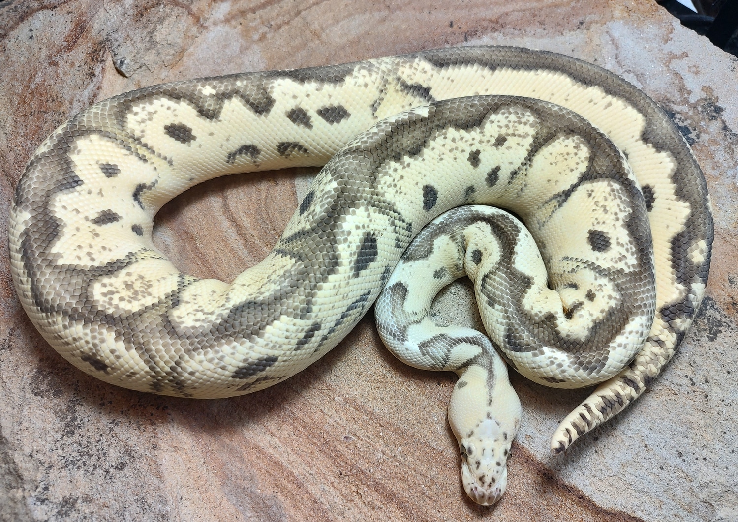 Firefly Clown Ball Python by Susquehanna Ectotherms - MorphMarket