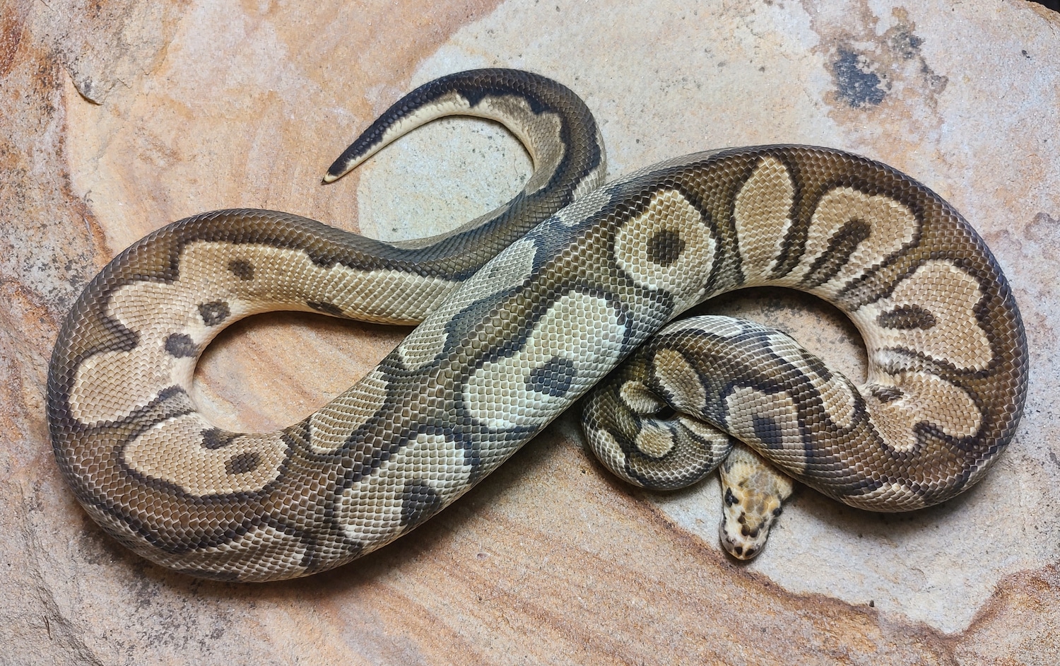 Yellow Belly Disco Clown Ball Python by Susquehanna Ectotherms ...
