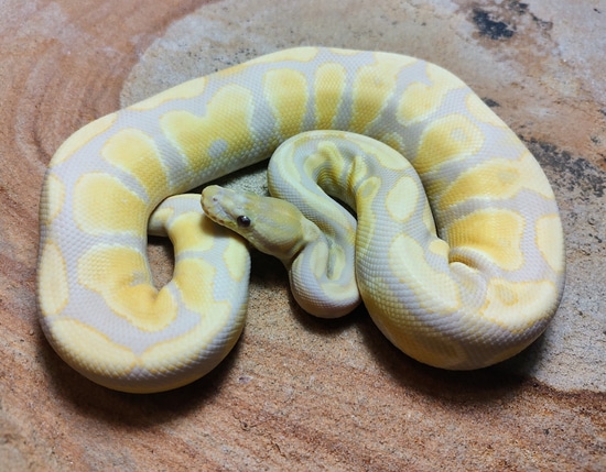 Rainbow Enchi Ball Python by Susquehanna Ectotherms