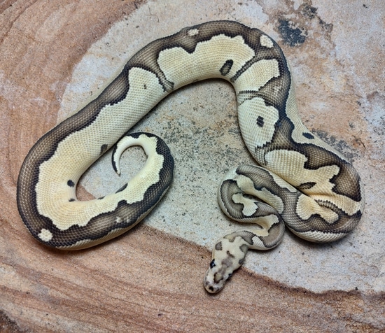 Disco Specter Harlequin Clown Ball Python by Susquehanna Ectotherms