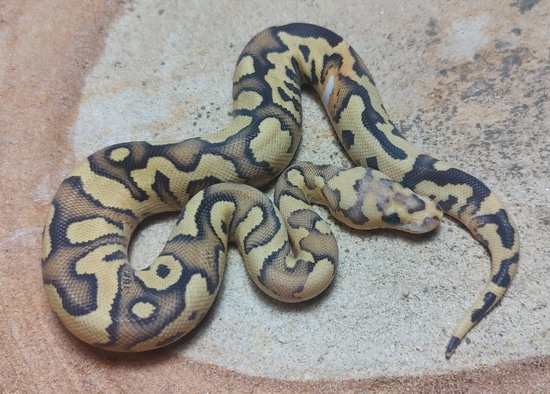 Super Disco Clown Ball Python by Susquehanna Ectotherms
