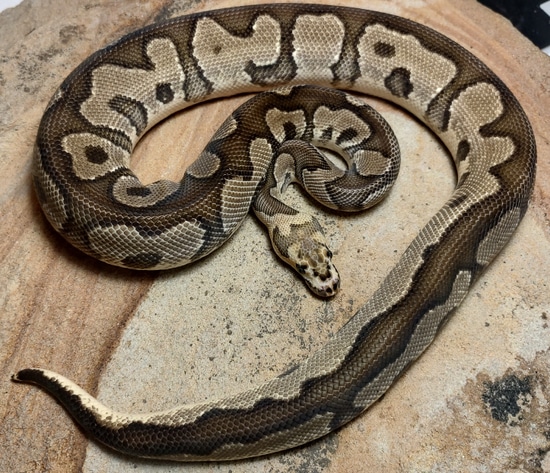 Yellow Belly Disco Clown Ball Python by Susquehanna Ectotherms