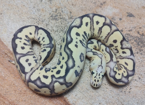 Super Pastel (Disco Or Fire) Clown Ball Python by Susquehanna Ectotherms