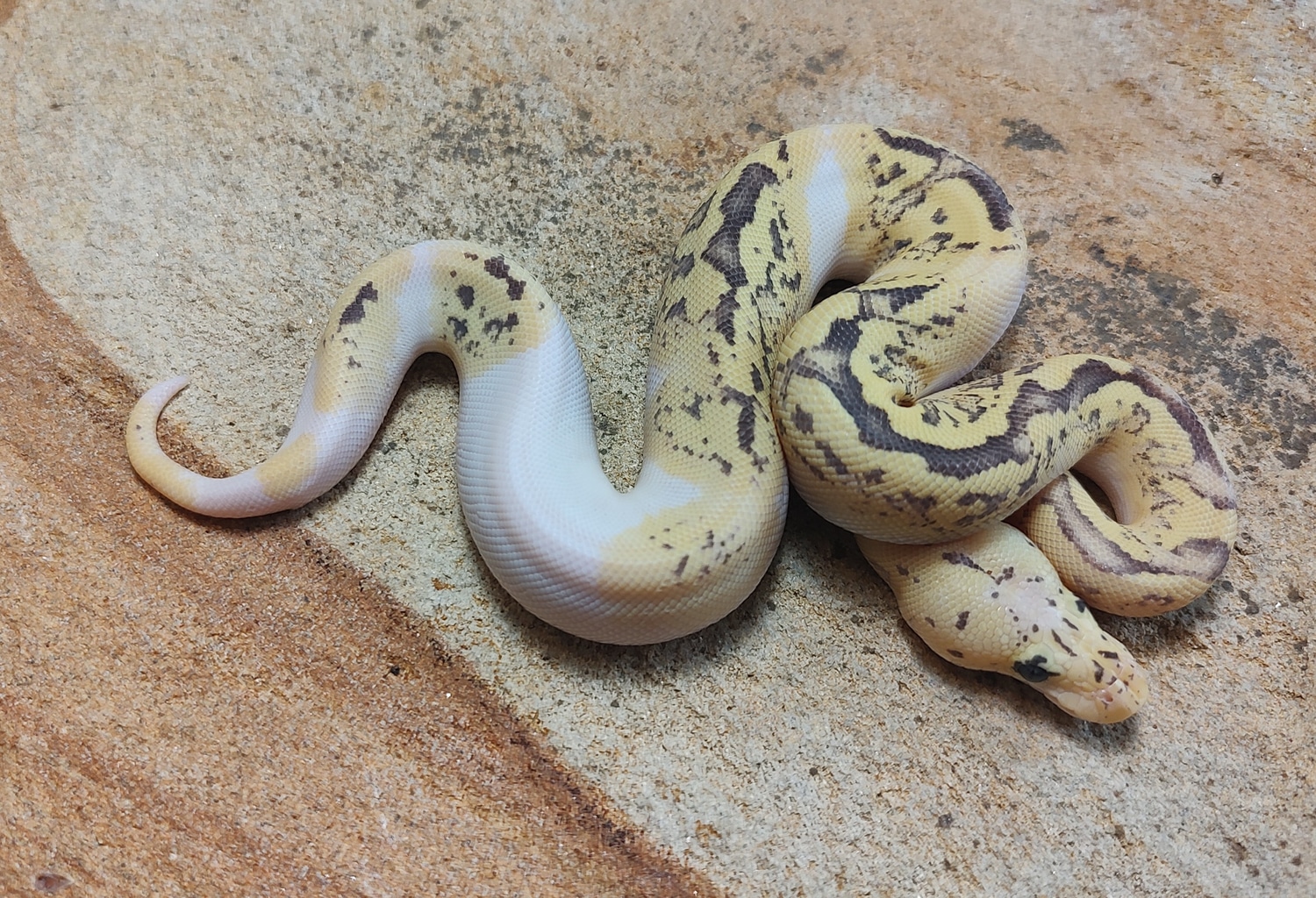 Pastel Disco Fire Clown Ball Python by Susquehanna Ectotherms - MorphMarket