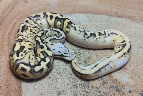 Pastel Disco Fire Het Clown Ball Python by Susquehanna Ectotherms
