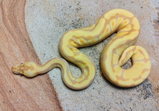 Rainbow Super Enchi Het Ghost Ball Python by Susquehanna Ectotherms