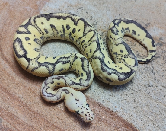 Super Pastel Disco Or Fire Clown Ball Python by Susquehanna Ectotherms