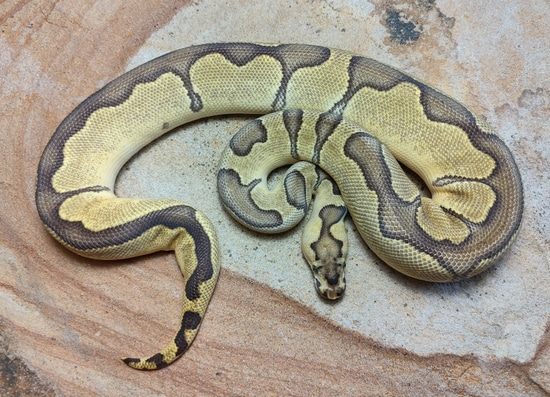 Enchi Disco Clown Ball Python by Susquehanna Ectotherms