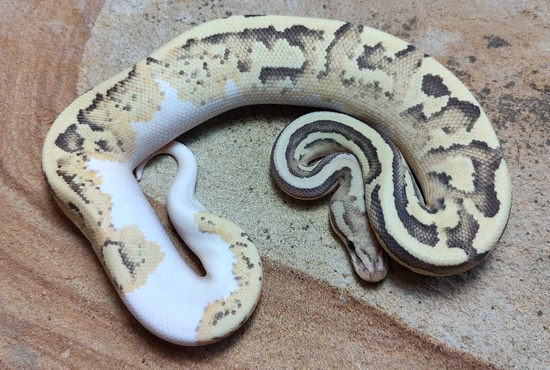 Disco Fire Het Clown Ball Python by Susquehanna Ectotherms