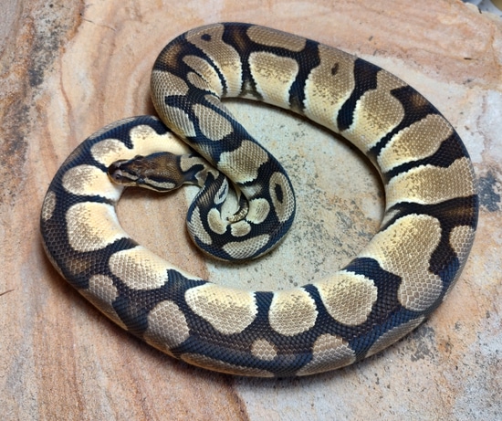 Orange Dream 50% Possible Het Rainbow Ball Python by Susquehanna Ectotherms