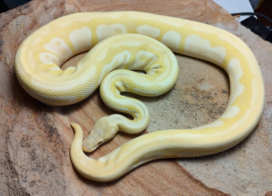 Enchi Rainbow Ball Python by Susquehanna Ectotherms