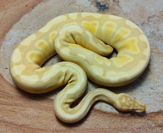 Pastel Enchi Rainbow Het Ghost Ball Python by Susquehanna Ectotherms