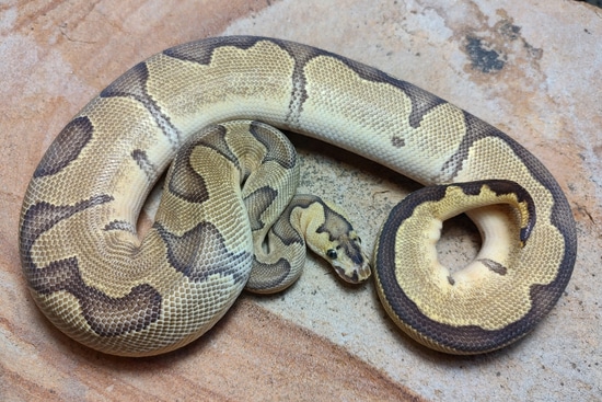 Enchi Disco Clown Ball Python by Susquehanna Ectotherms