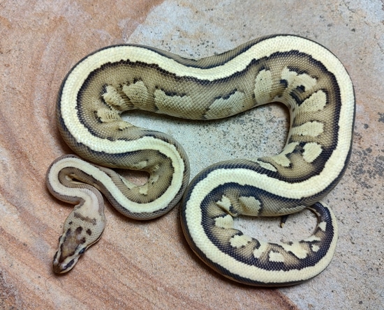 Super Specter 66% Possible Het Clown Ball Python by Susquehanna Ectotherms