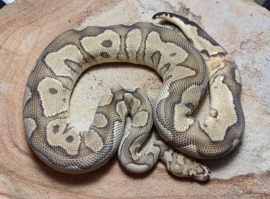 Yellow Belly Disco Clown Ball Python by Susquehanna Ectotherms