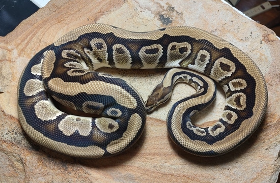 Harlequin Specter Het Clown Ball Python by Susquehanna Ectotherms