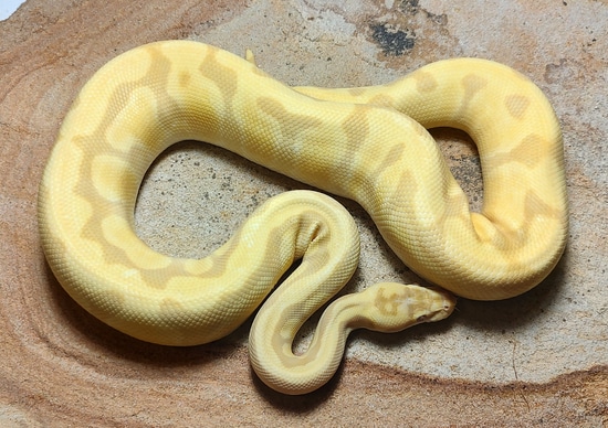 Rainbow Enchi Pastel Het Ghost Ball Python by Susquehanna Ectotherms