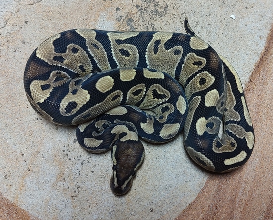 Disco Het Rainbow Ball Python by Susquehanna Ectotherms