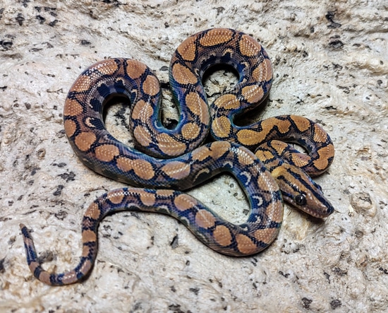 Brazilian Rainbow Brazilian Rainbow Boa by Susquehanna Ectotherms