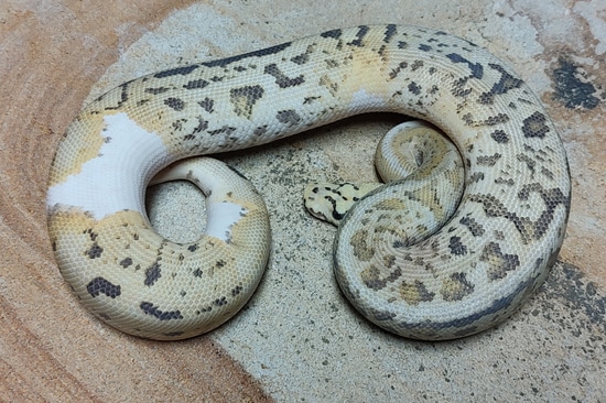 Powerball Super Disco Clown Ball Python by Susquehanna Ectotherms