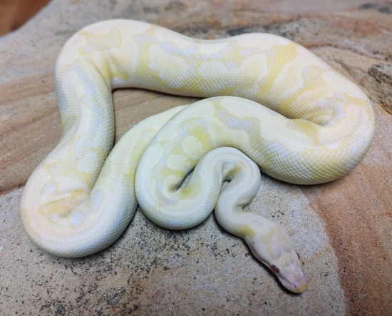 Rainbow Enchi Pastel Ball Python by Susquehanna Ectotherms