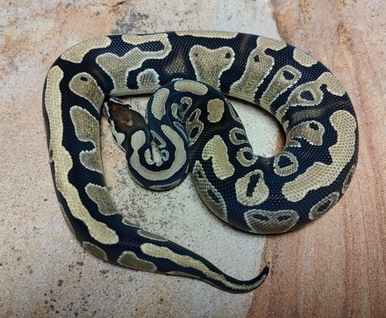 Specter Het Rainbow Het Clown Pair Ball Python by Susquehanna Ectotherms