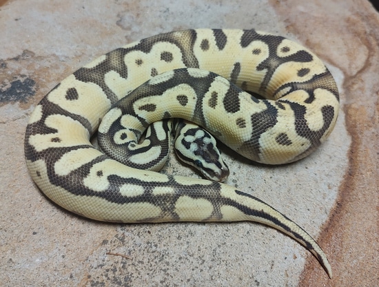 Pastel Enchi Ghost Het Rainbow Ball Python by Susquehanna Ectotherms