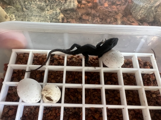 Jeweled Lacerta More Lizard by Reptile Town