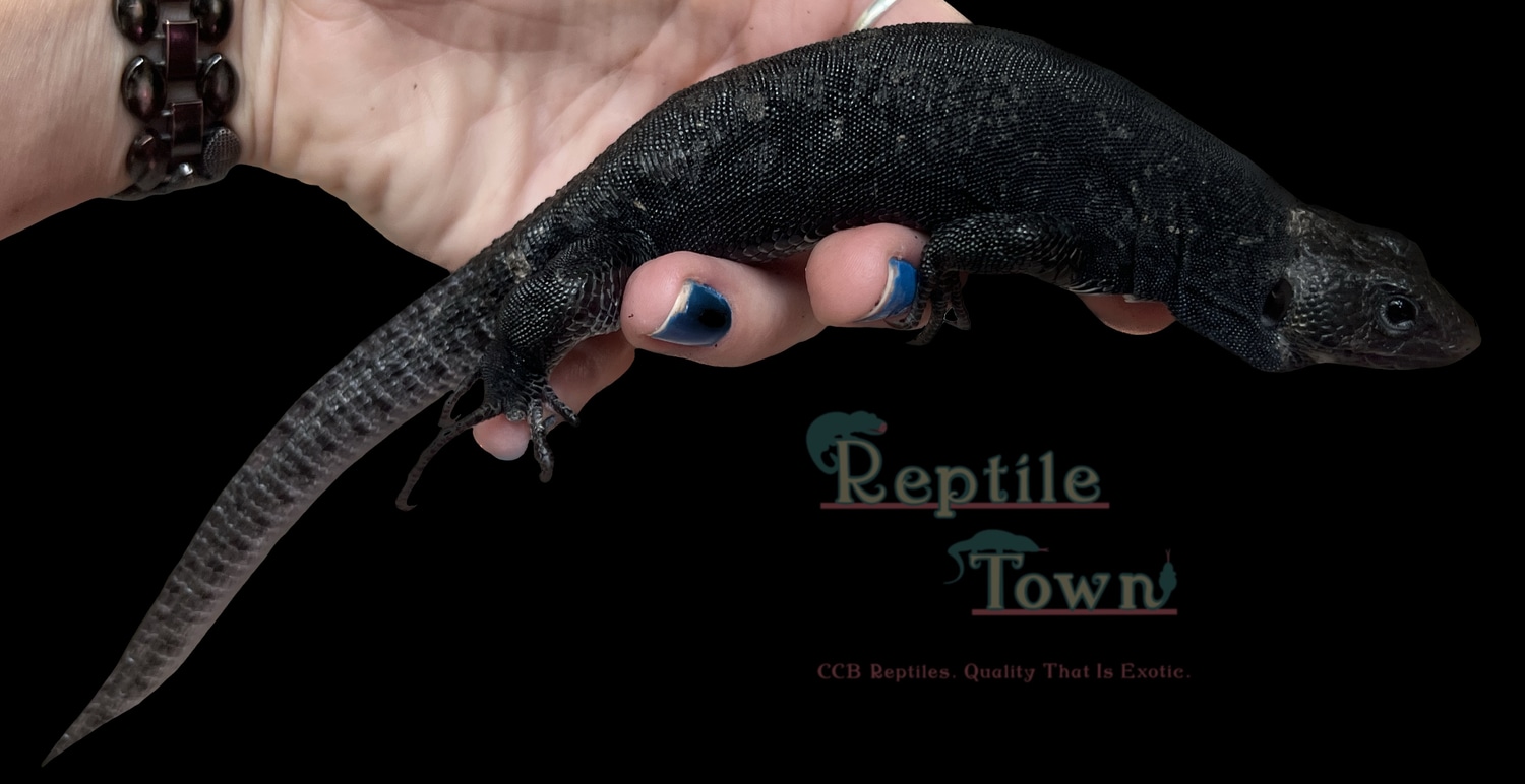 Melanistic Jeweled Lacerta More Lizard by Reptile Town - MorphMarket