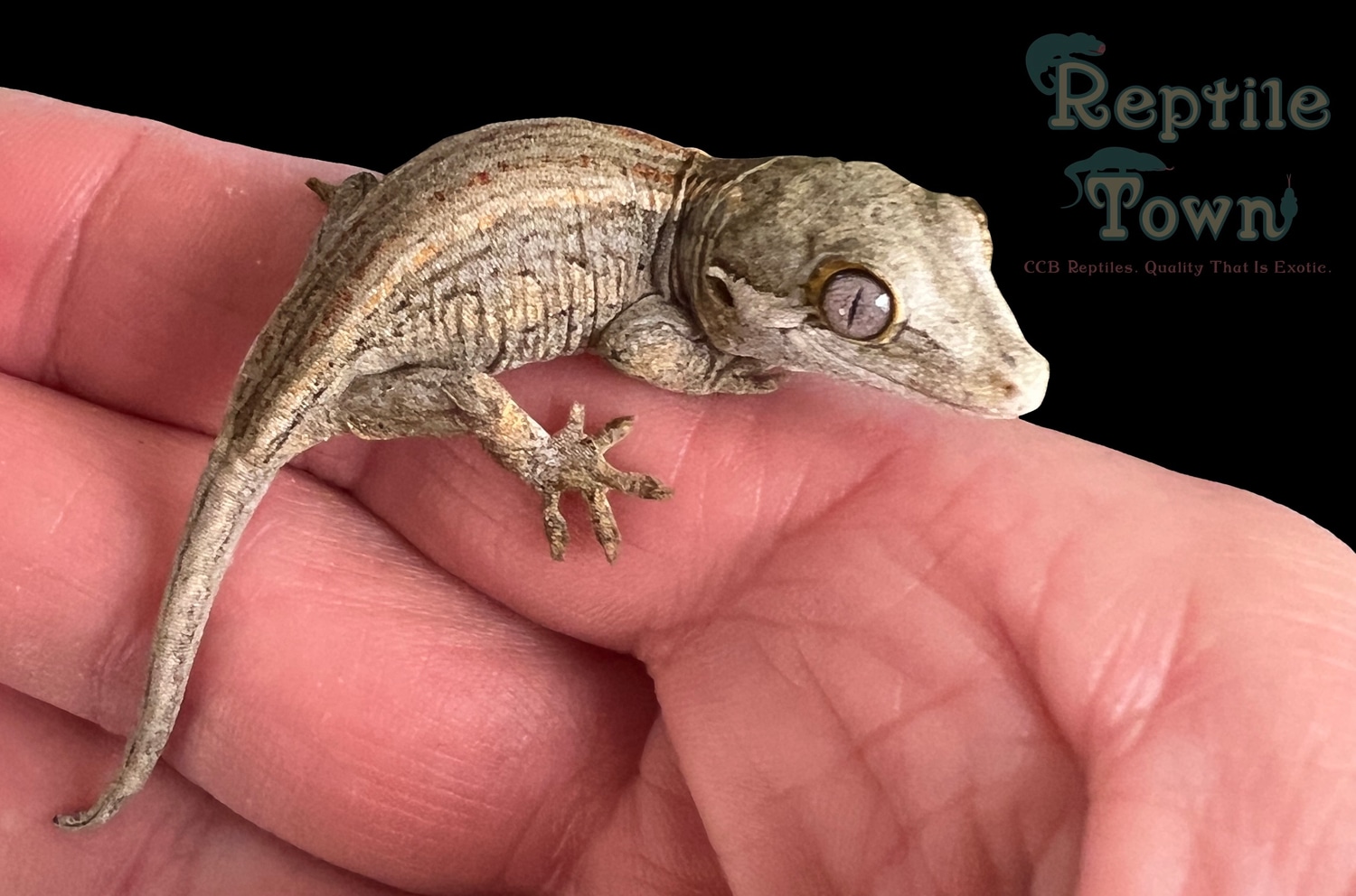 Striped Gargoyle Gecko by Reptile Town - MorphMarket