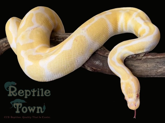 RTB Albino Ball Python by Reptile Town