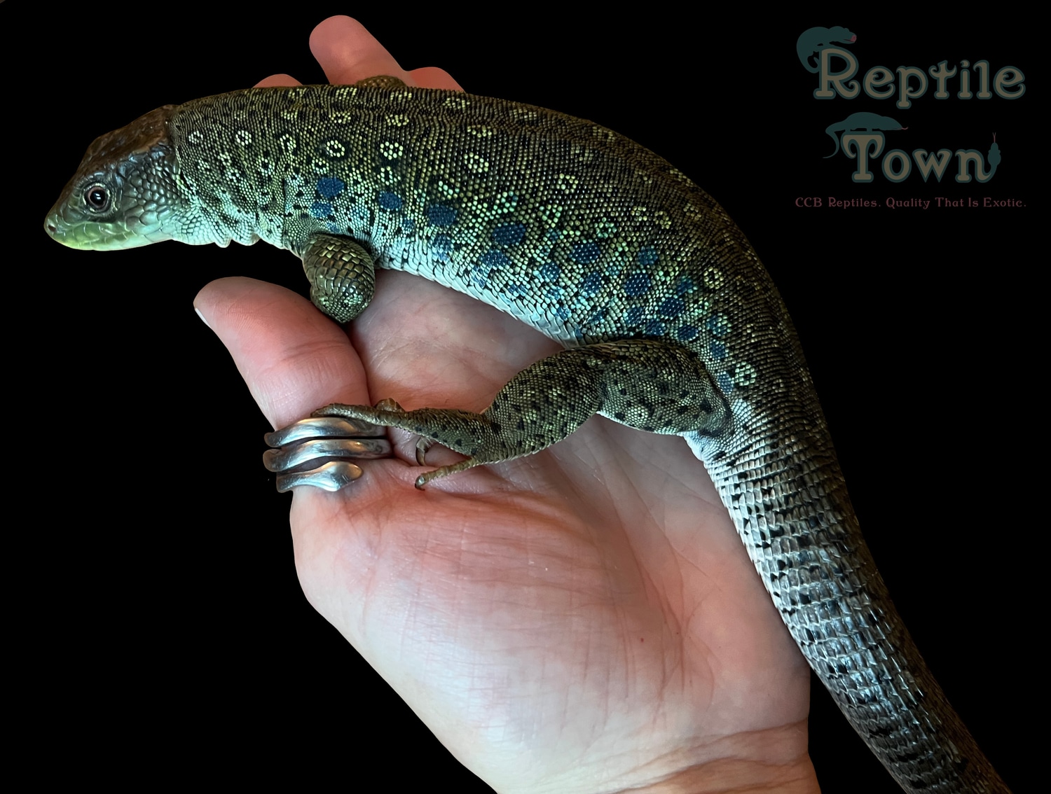Jeweled Lacerta 66% Het. Melanistic RTB More Lizard by Reptile Town ...