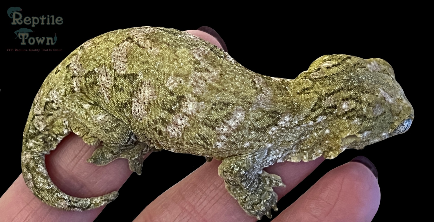 Snowflake X GTx Leachianus Gecko by Reptile Town - MorphMarket