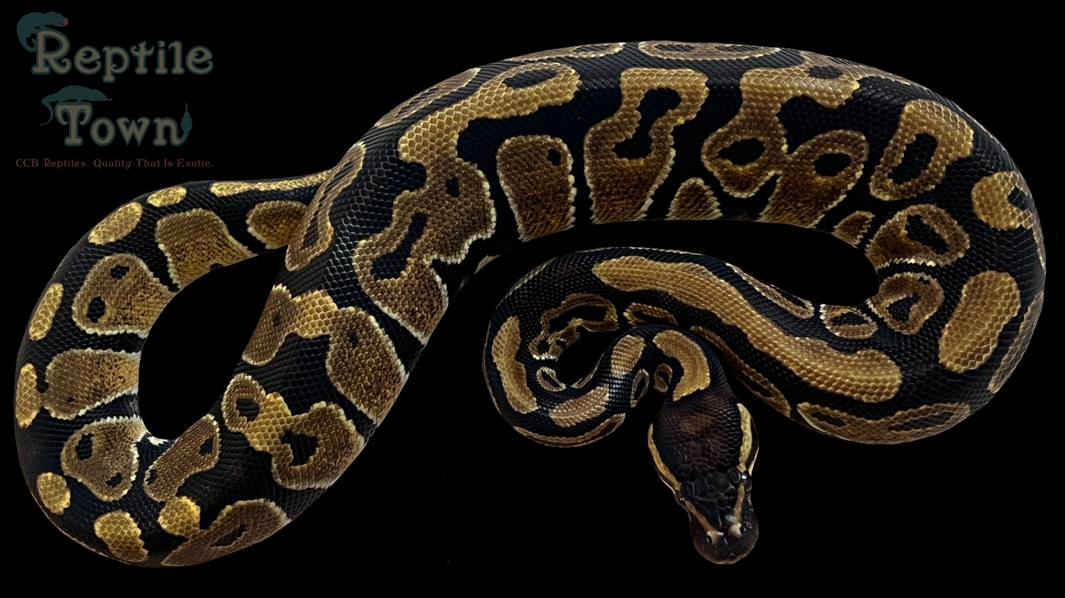 Pos. Het Black Axanthic Ball Python by Reptile Town - MorphMarket